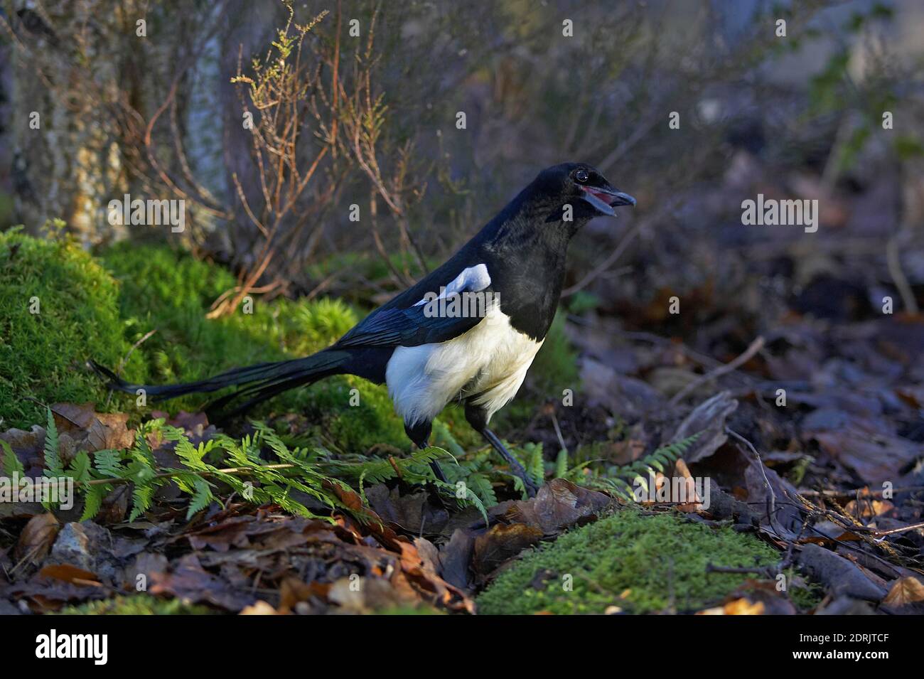 Black billed Magpie or European Magpie, pica pica, Normandy Stock Photo ...