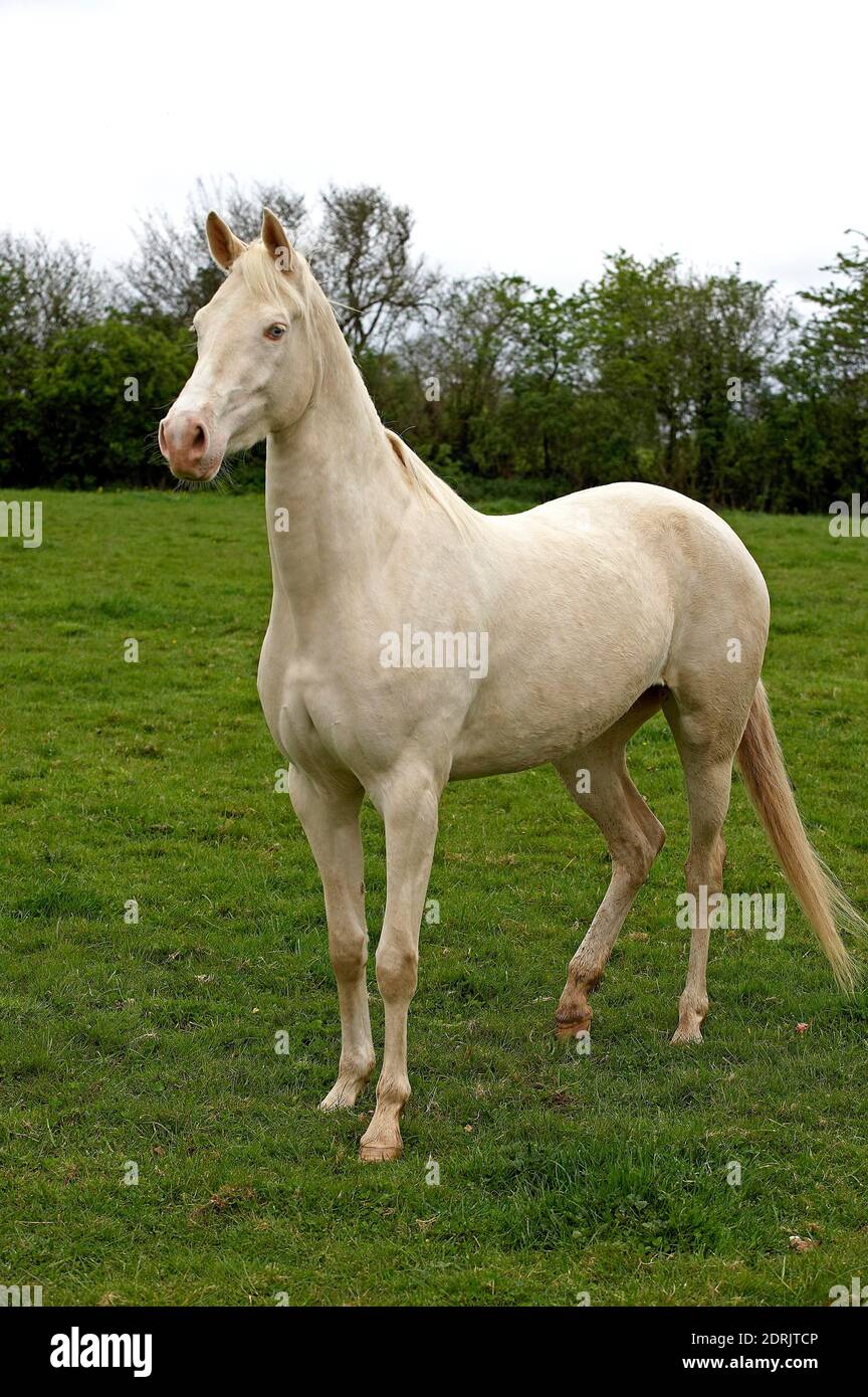 Akhal Teke, Horse from Turkmenistan, Mare Stock Photo - Alamy