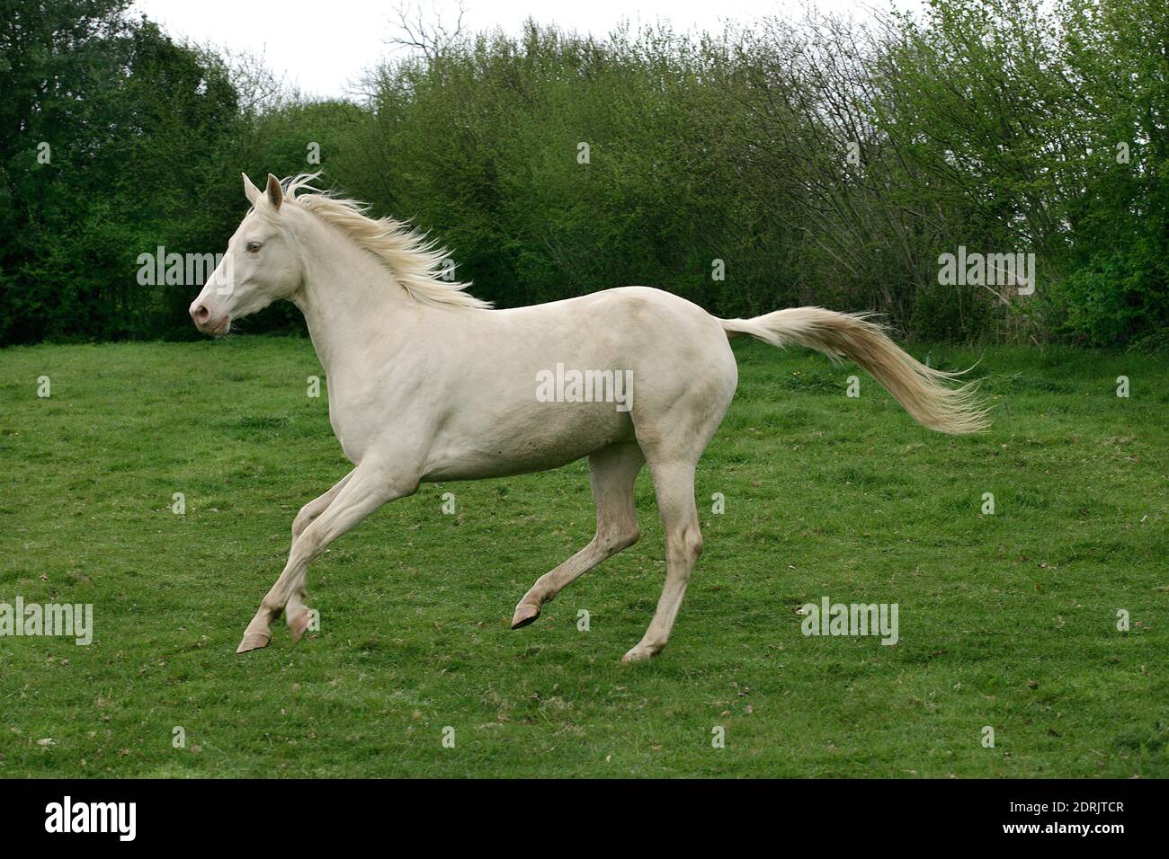 Akhal Teke, Horse from Turkmenistan, Mare Galloping Stock Photo - Alamy