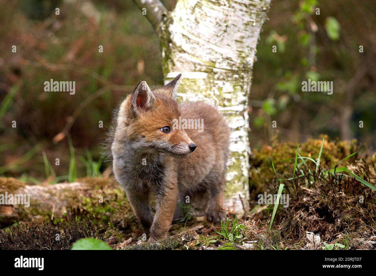 Red Fox, vulpes vulpes, Cub, Normandy Stock Photo - Alamy