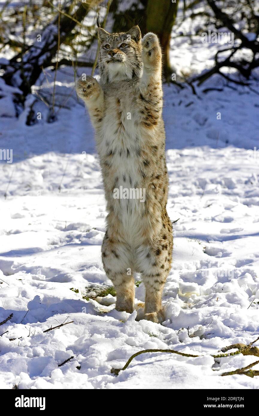 European Lynx, felis lynx, Adult in Snow, standing on Hind Legs Stock ...