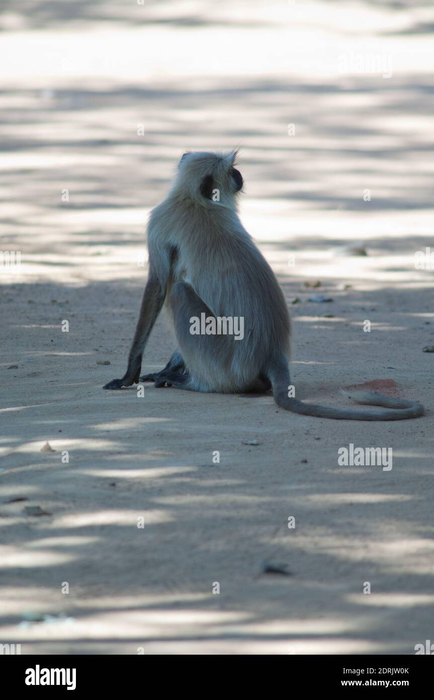 Tala gray hi-res stock photography and images - Alamy