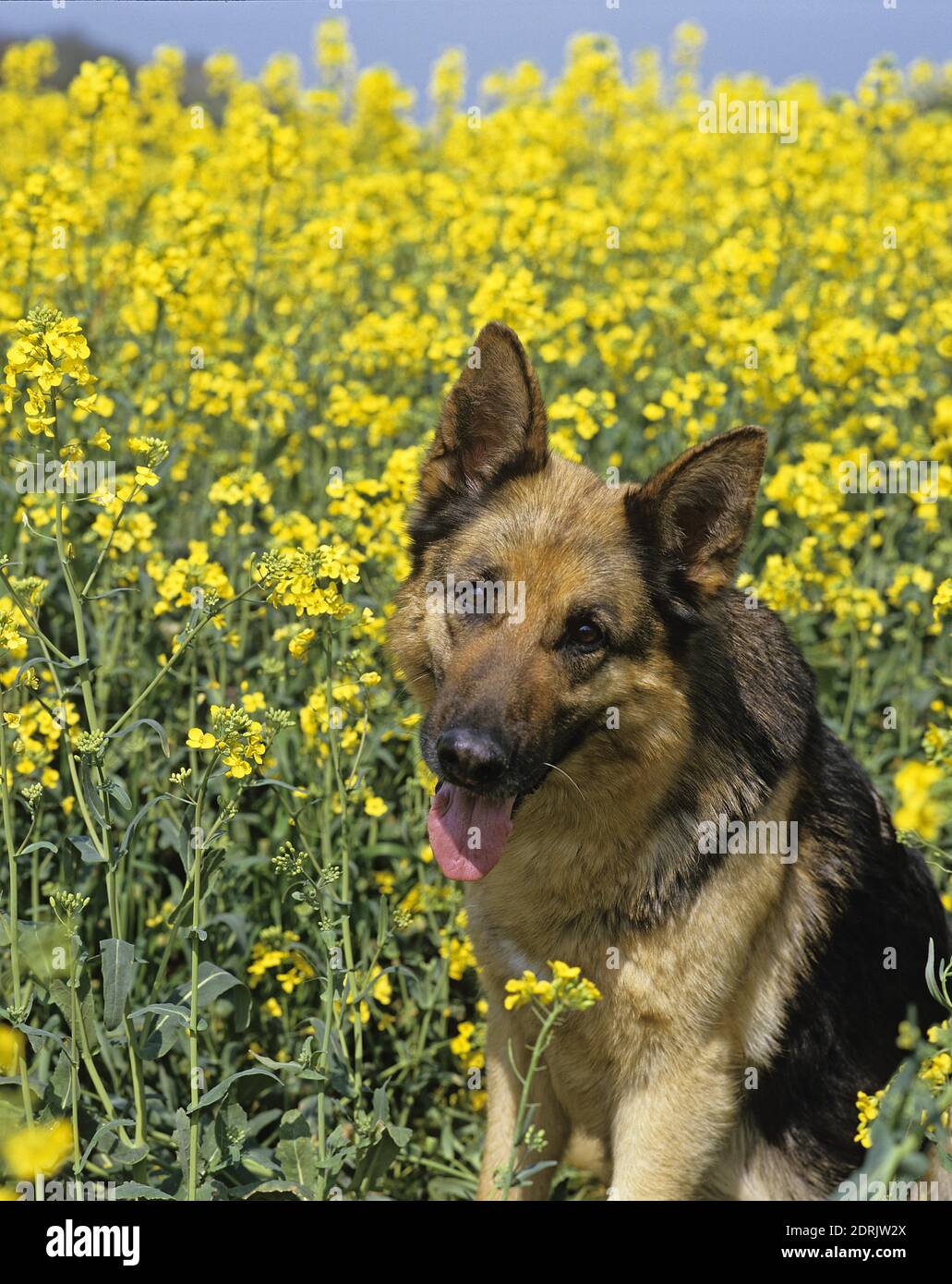 German Shepherd Dog sitting in Colza Field Stock Photo - Alamy