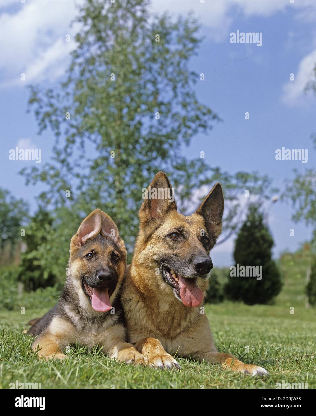 German Shepherd Dog, Mother and Pup laying on Grass Stock Photo - Alamy