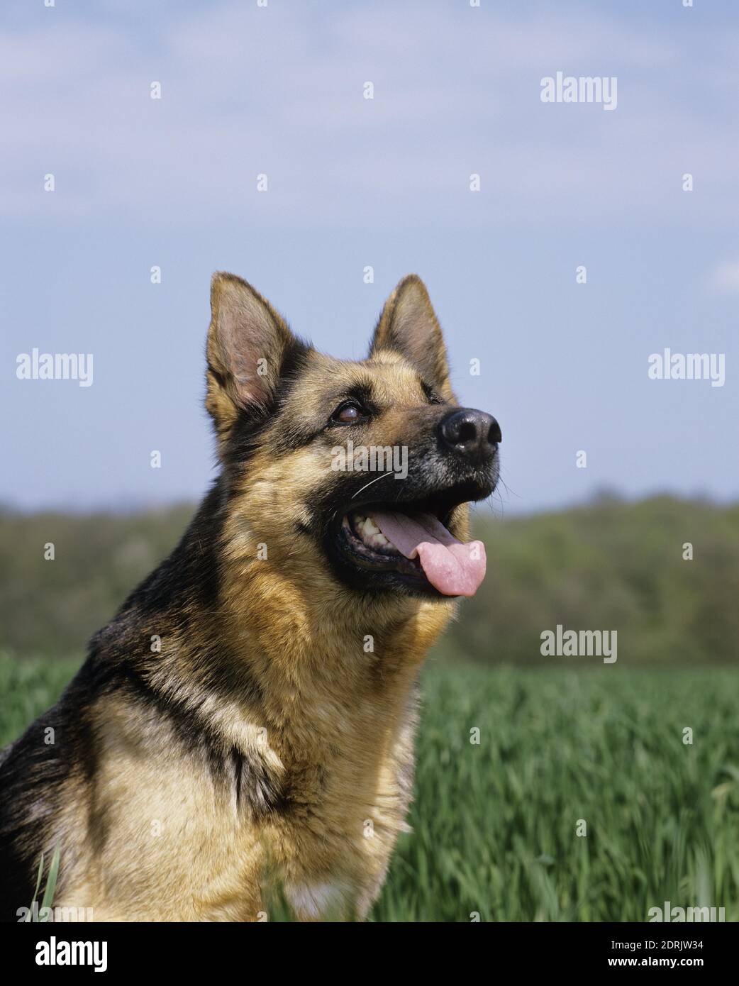 German Shepherd Dog, Portrait Stock Photo - Alamy