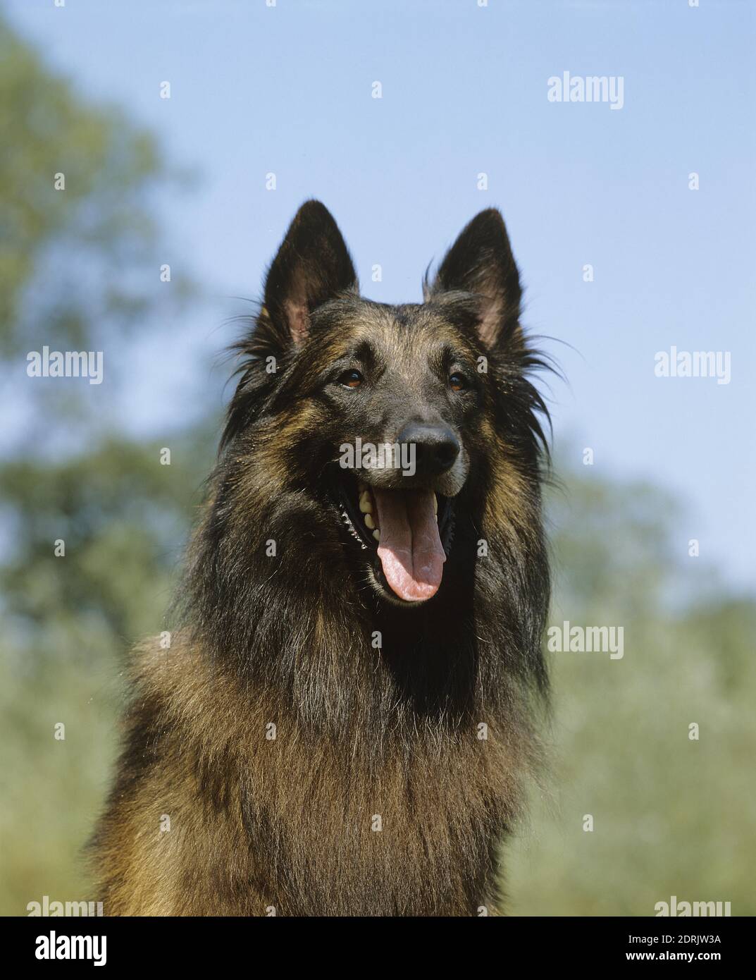 Tervueren or Belgian Shepherd, Portrait of Dog Stock Photo - Alamy