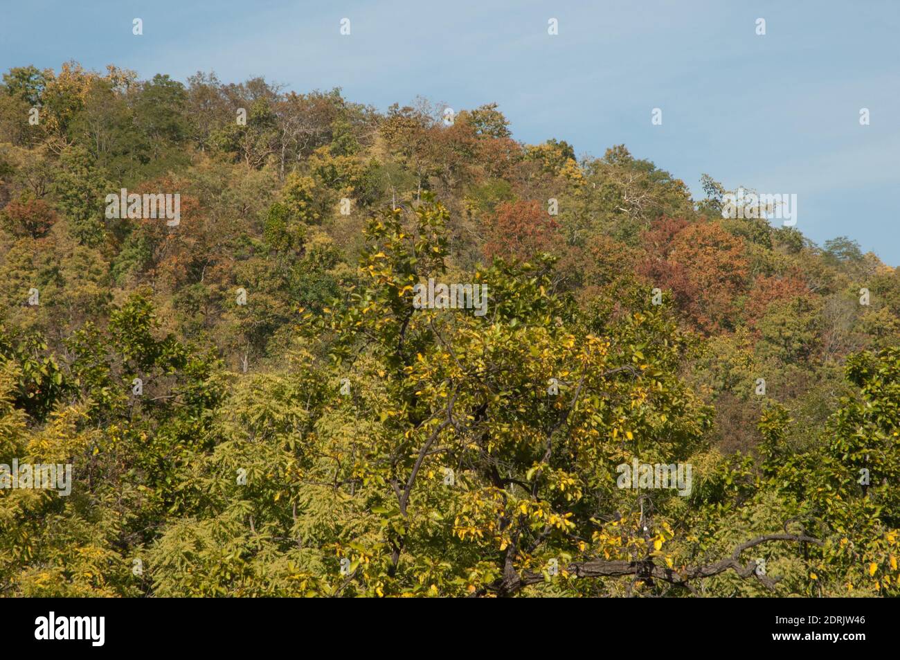 Forest in Bandhavgarh National Park. Madhya Pradesh. India Stock Photo ...