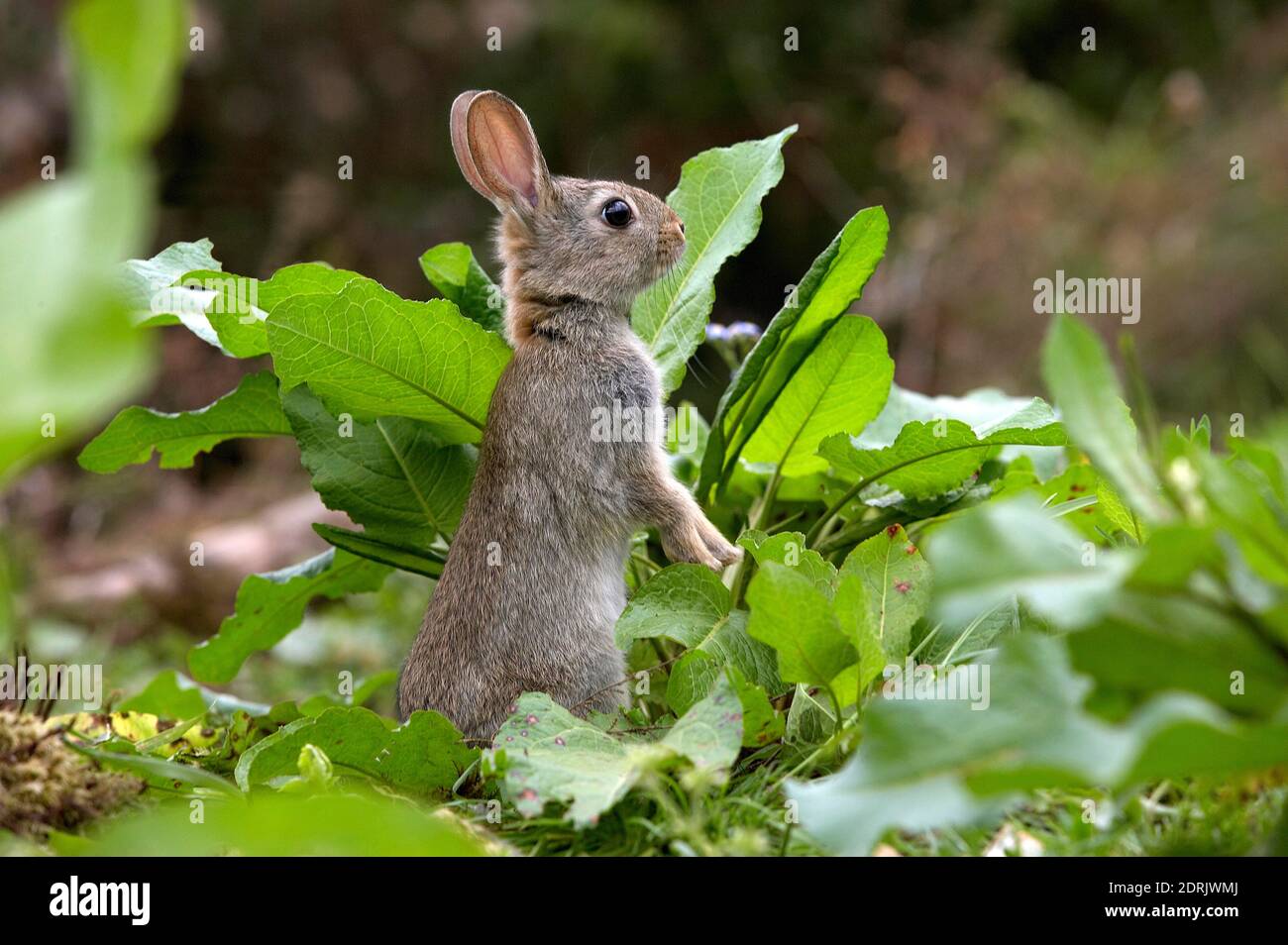 Young European Rabbit, oryctolagus cuniculus, Normandy Stock Photo - Alamy