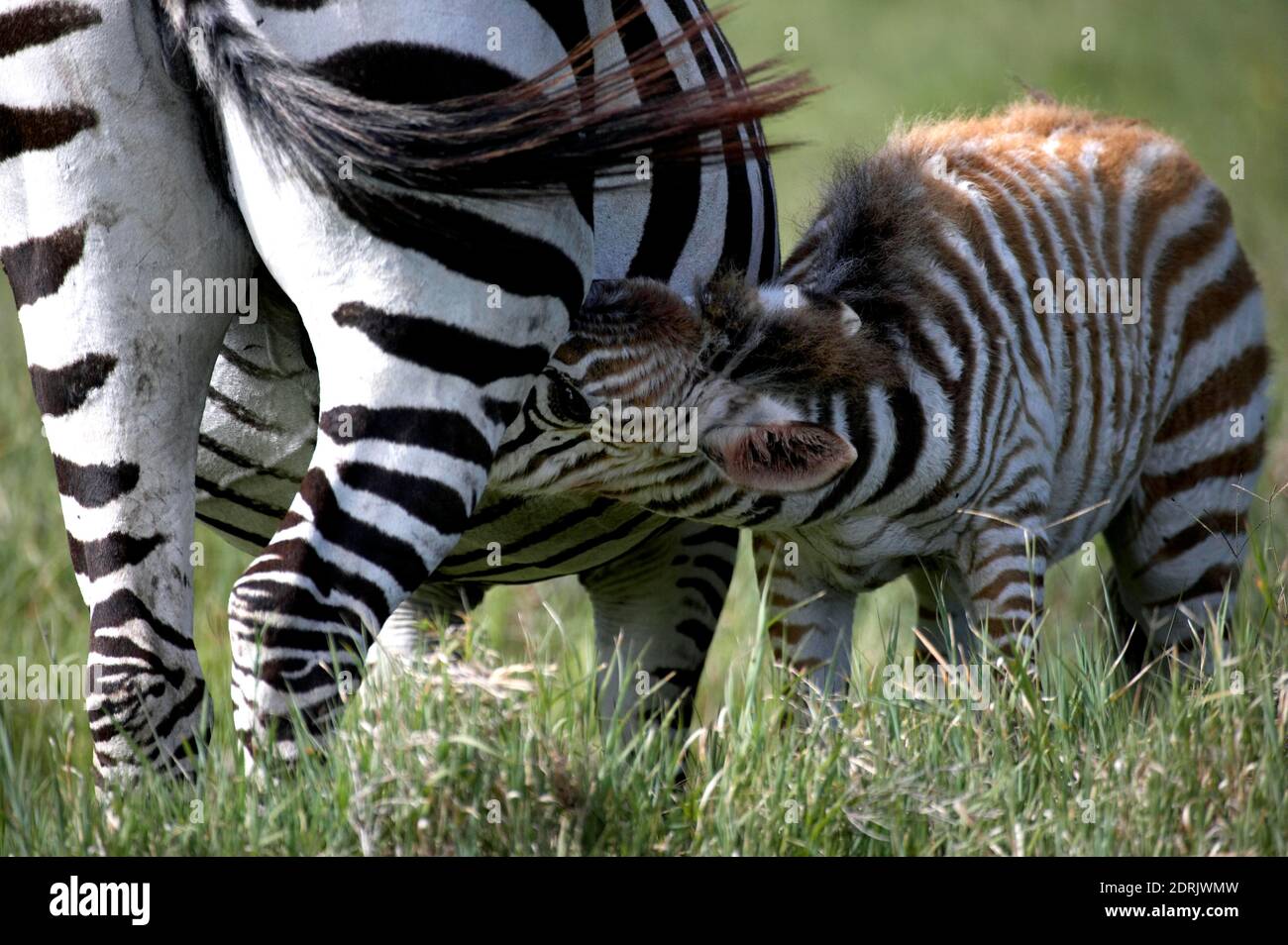 Burchell's Zebra, equus burchelli, Mother and Foal suckling, Samburu ...