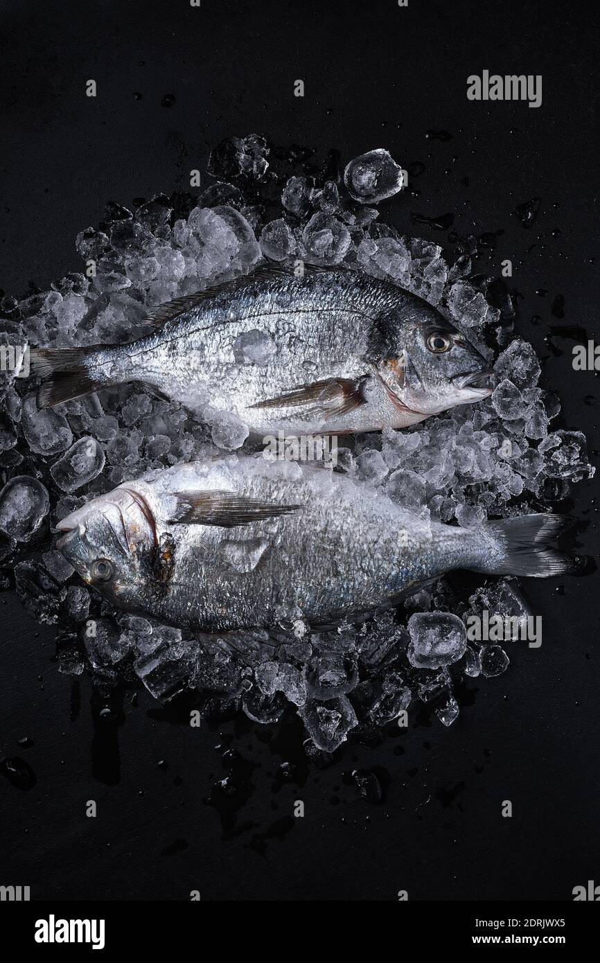 Raw fresh organic dorado or sea bream on ice cubes over black slate ...