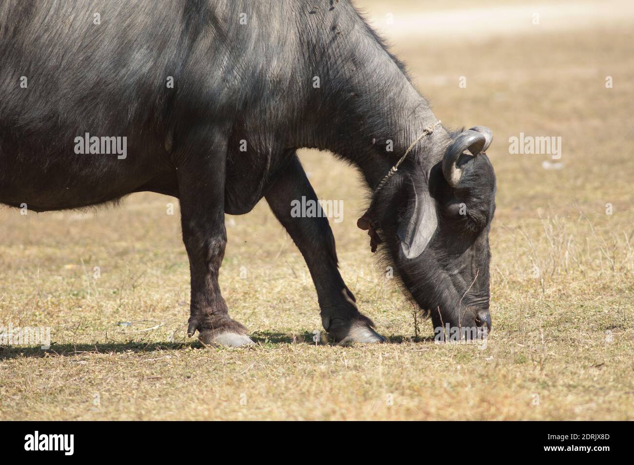 Water buffalo Bubalus bubalis grazing. Umaria. Madhya Pradesh. India ...
