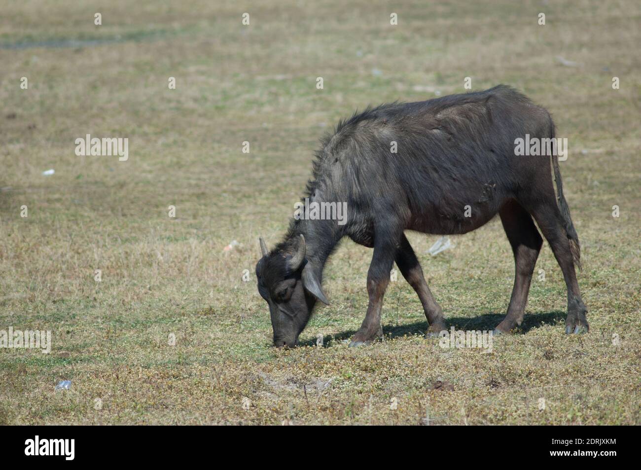 Young water buffalo Bubalus bubalis grazing. Umaria. Madhya Pradesh ...