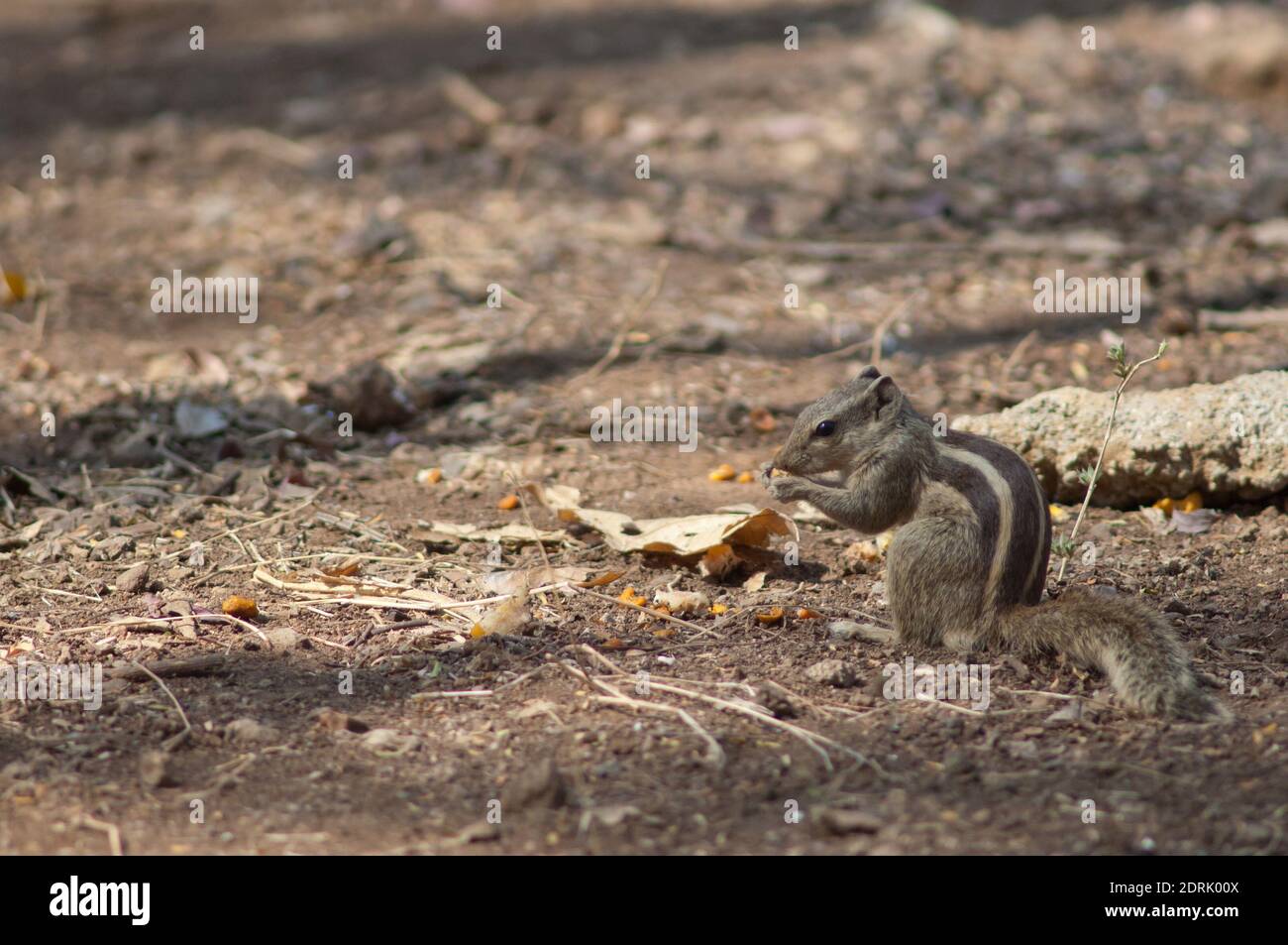 Indian palm squirrel Funambulus palmarum eating. Sasan. Gir Sanctuary ...