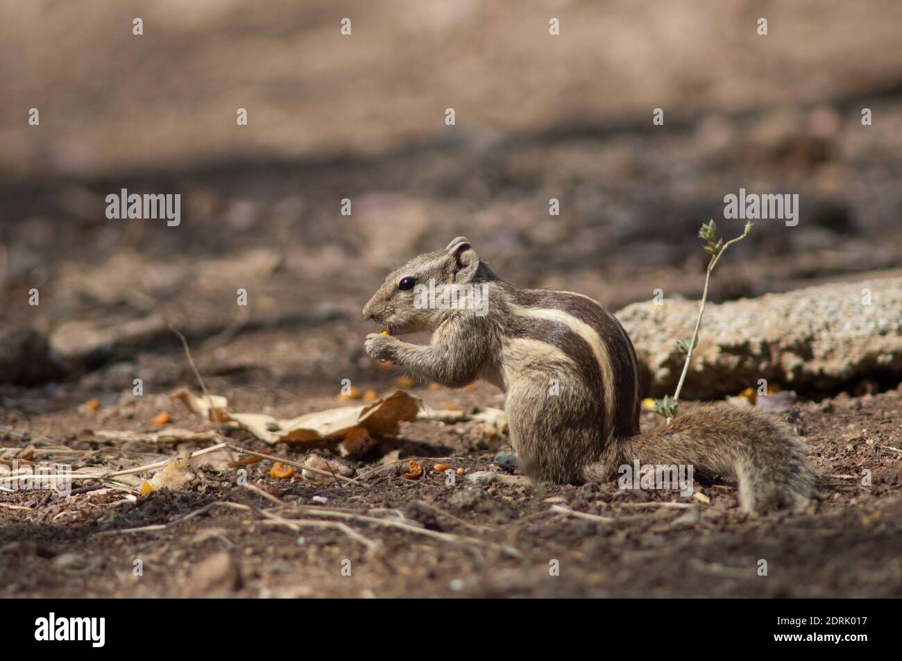 Indian palm squirrel Funambulus palmarum eating. Sasan. Gir Sanctuary ...