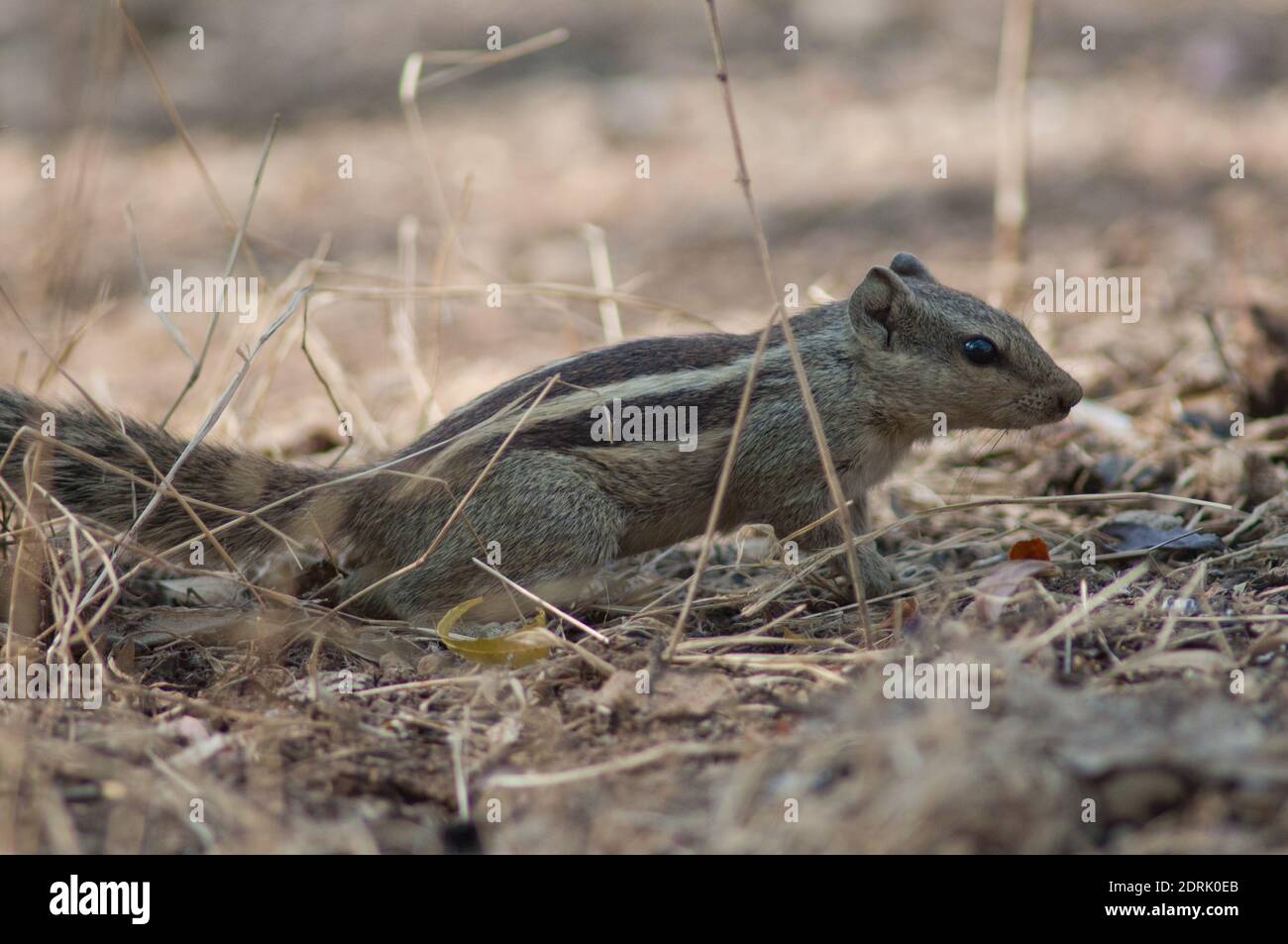 Indian palm squirrel Funambulus palmarum in Sasan. Gir Sanctuary ...