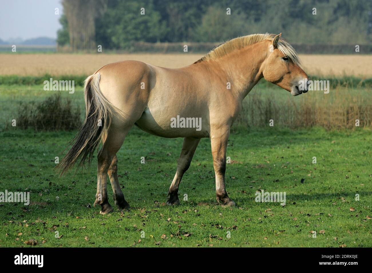 Norwegian Fjord Horse Stock Photo - Alamy