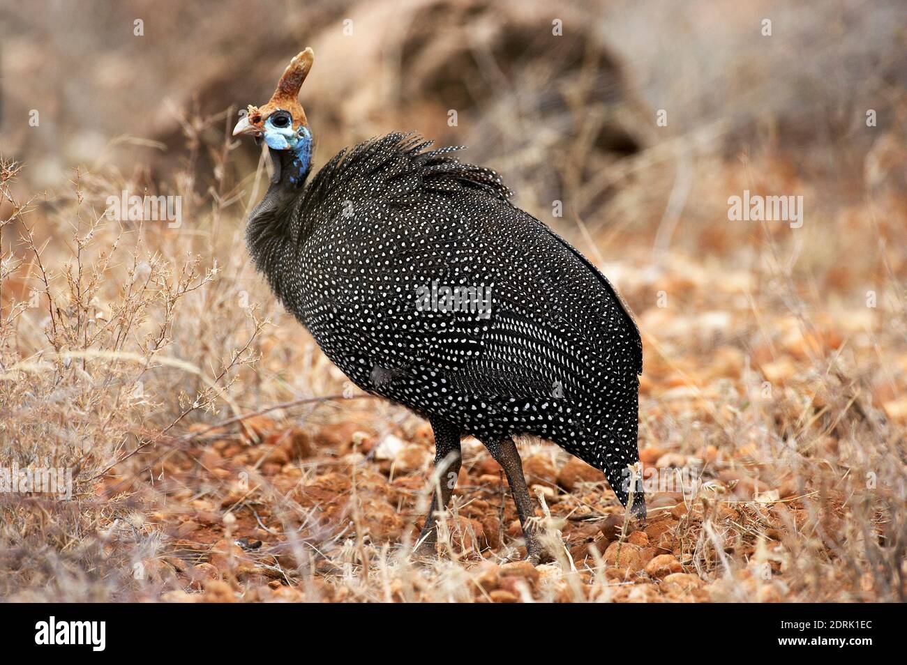 Helmeted Guineafowl, numida meleagris, Masai Mara Park in Kenya Stock ...