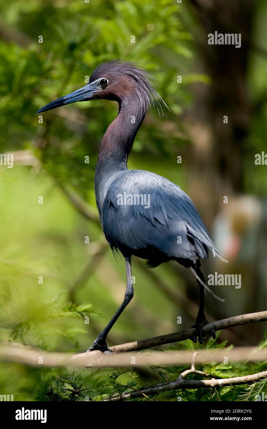 Little Blue Heron, Egretta caerulea, in nesting area, Alabama River ...
