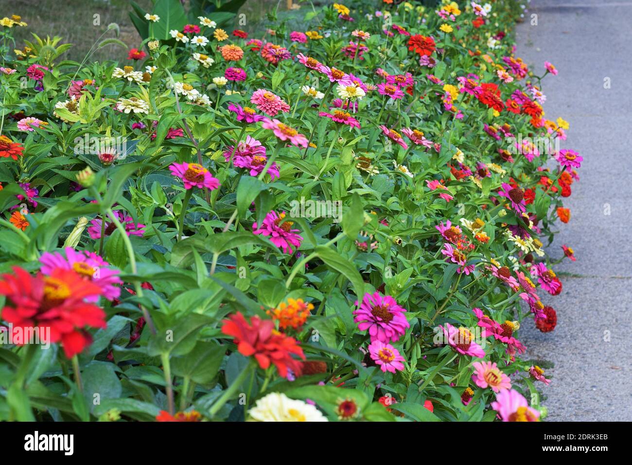 Beautiful daisy shrub in a park with lots of blooming flowers Stock ...