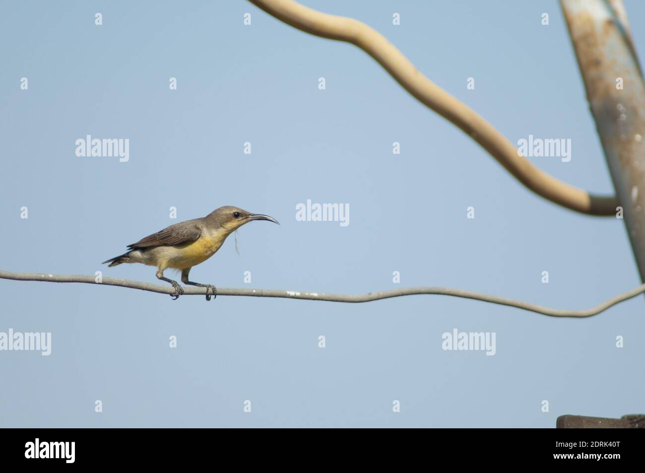 Female purple sunbird Cinnyris asiaticus with material for her nest ...