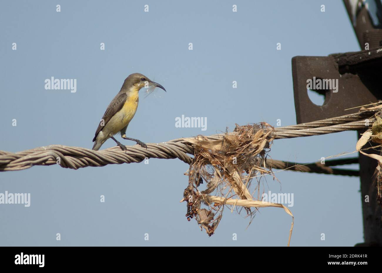 Female purple sunbird Cinnyris asiaticus with material for her nest ...