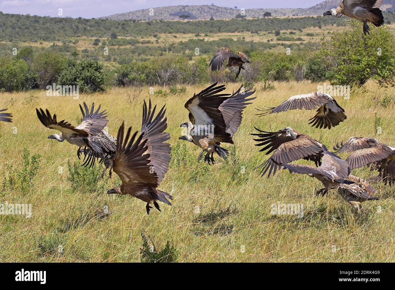 African White Backed Vulture, gyps africanus, Group in Flight, Taking ...