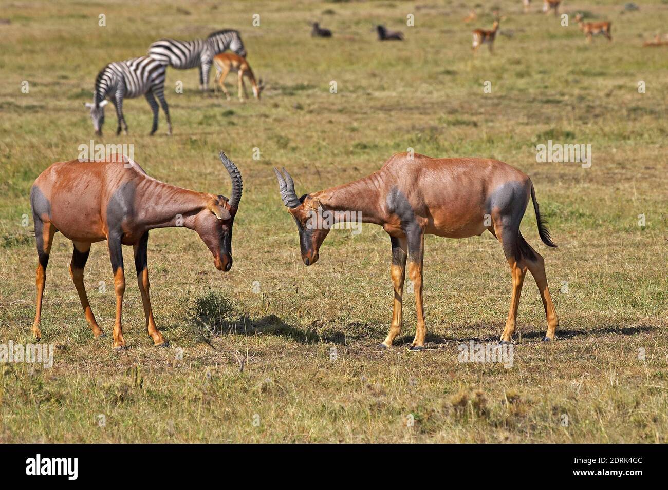 Topi males hi-res stock photography and images - Alamy