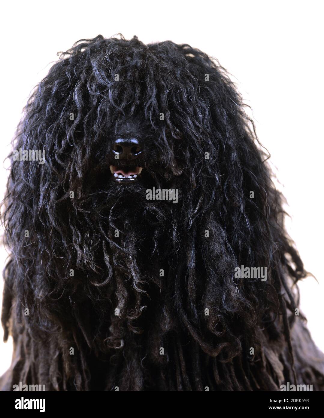 Hungarian Puli Dog, Portrait Stock Photo - Alamy
