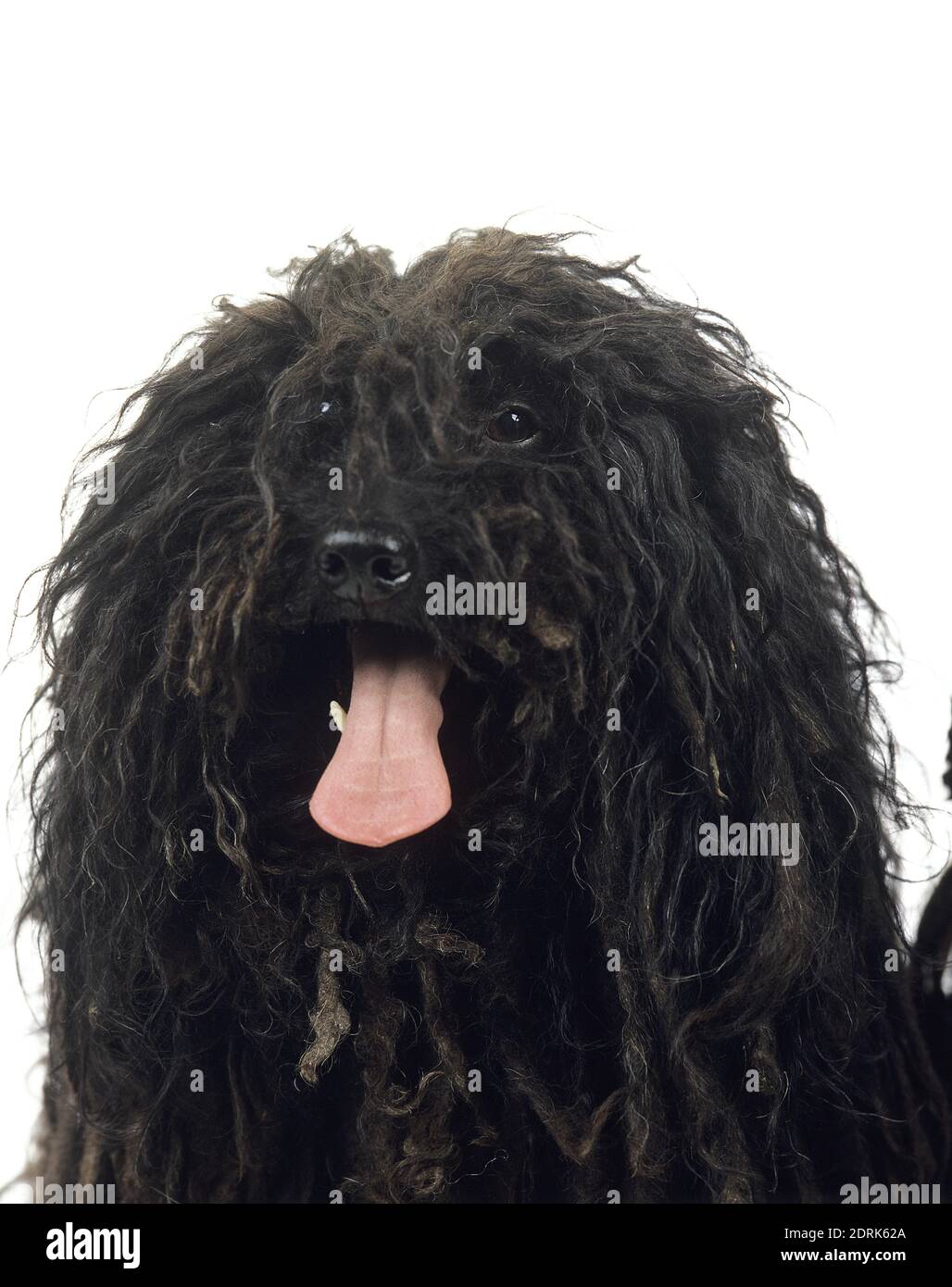 Hungarian Puli Dog, Portrait Stock Photo - Alamy