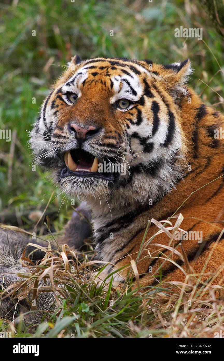 Siberian Tiger, panthera tigris altaica with a Kill, a Wild boar Stock ...