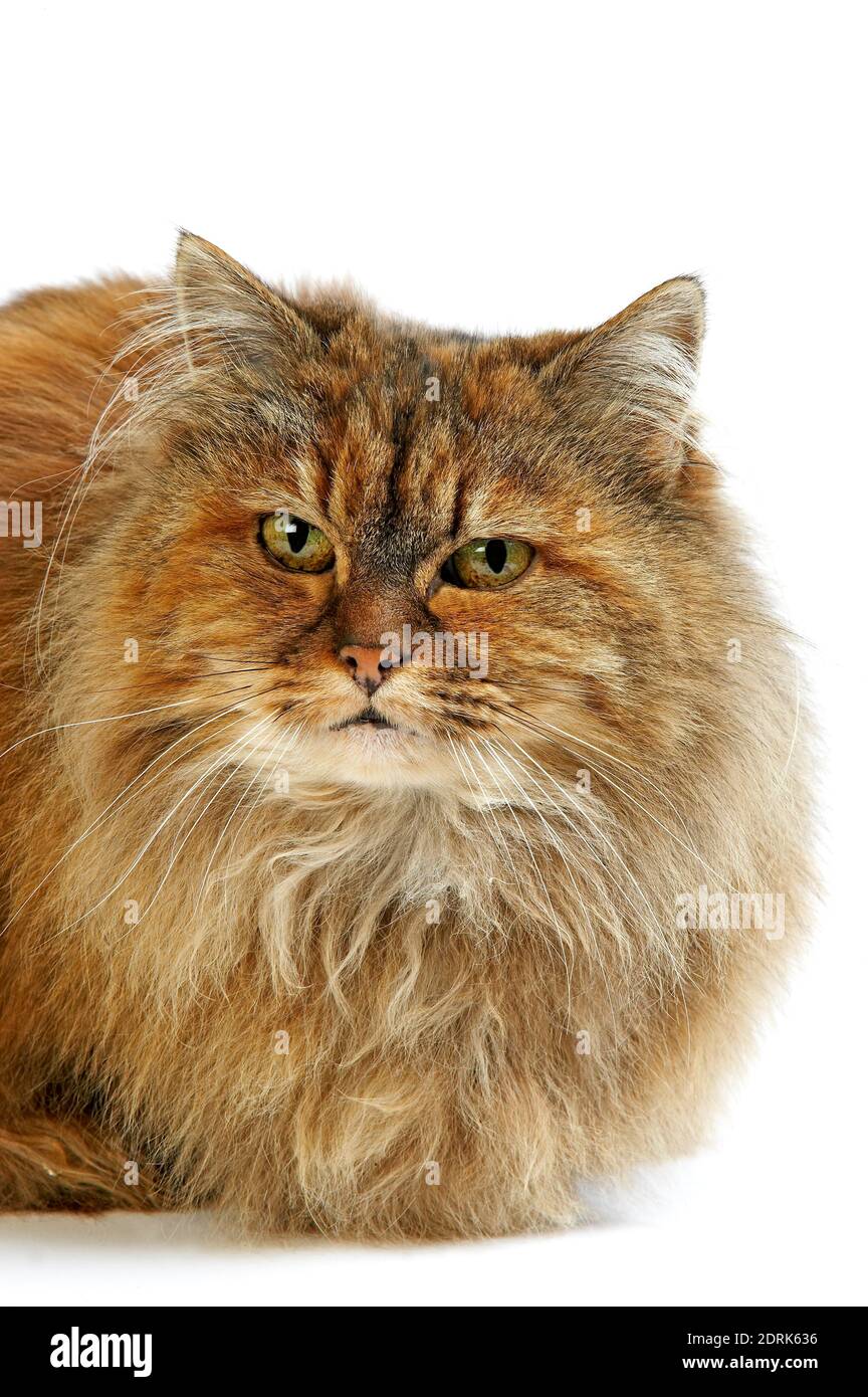 Tortoiseshell Persian Domestic Cat against White Background Stock Photo ...