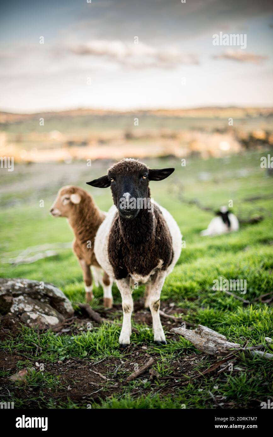 Dorper sheep hi-res stock photography and images - Alamy