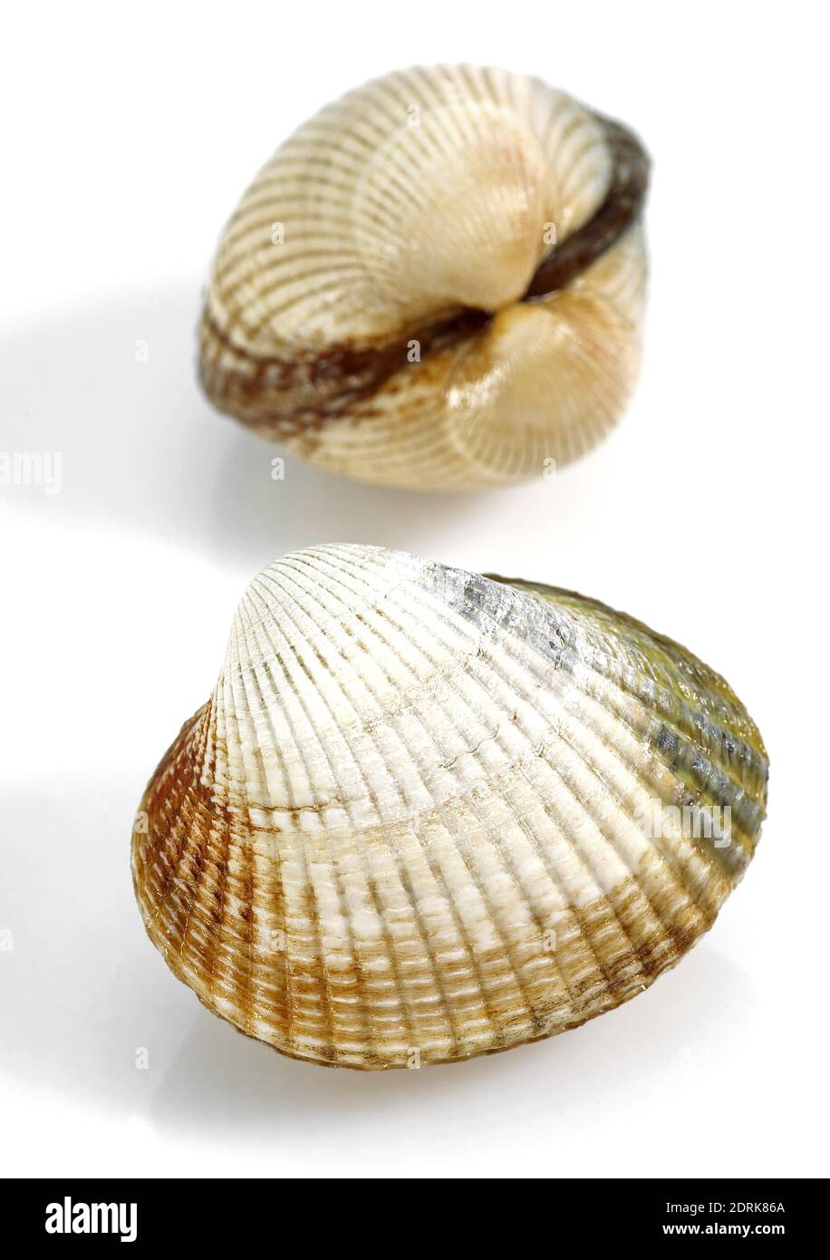 Common Cockle, cerastoderma edule, Fresh Shells against White ...