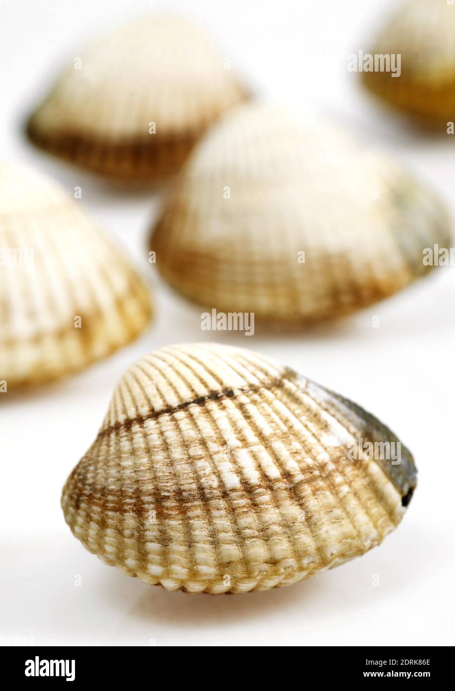 Common Cockle, cerastoderma edule, Fresh Shells against White ...