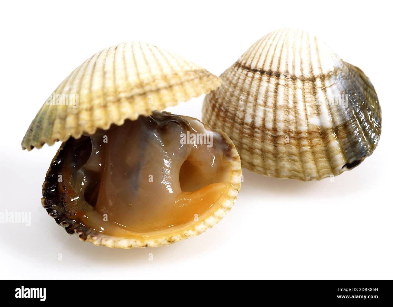 Common Cockle, cerastoderma edule, Fresh Shells against White ...