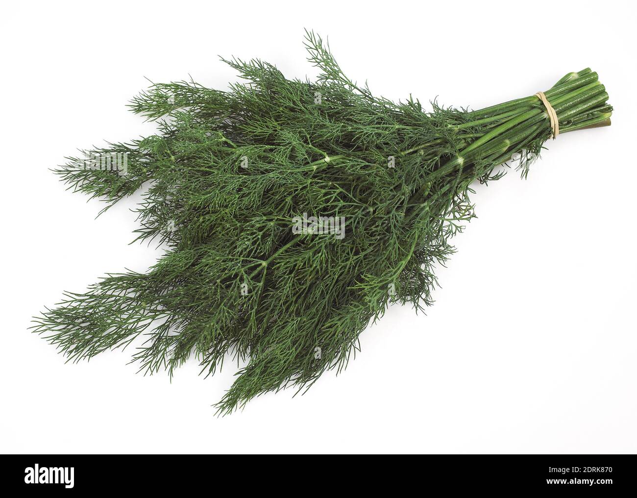 Dill, anethum graveolens, Aromatic Plant against White Background Stock ...