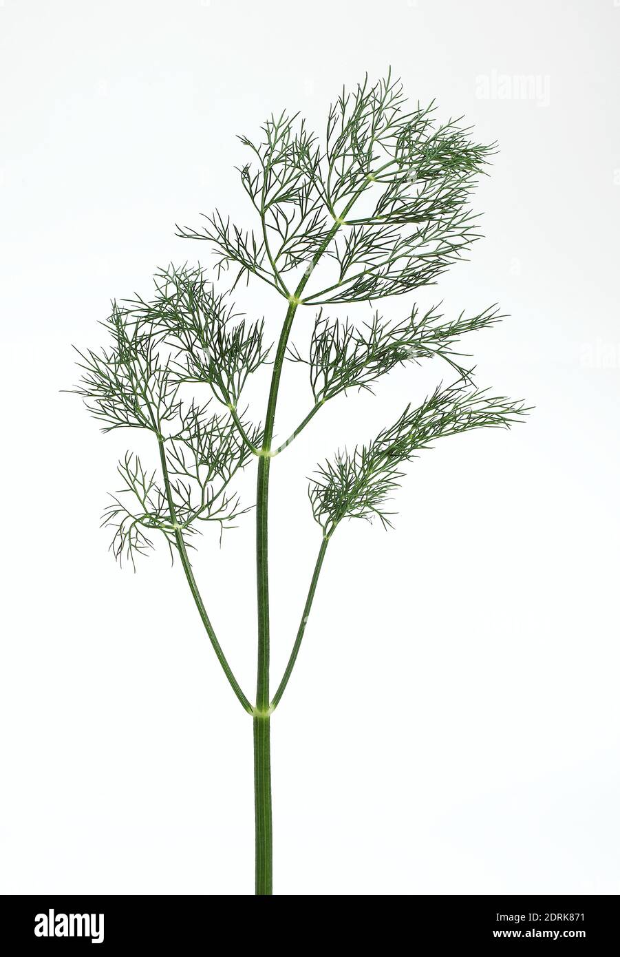 Dill, anethum graveolens, Aromatic Plant against White Background Stock ...