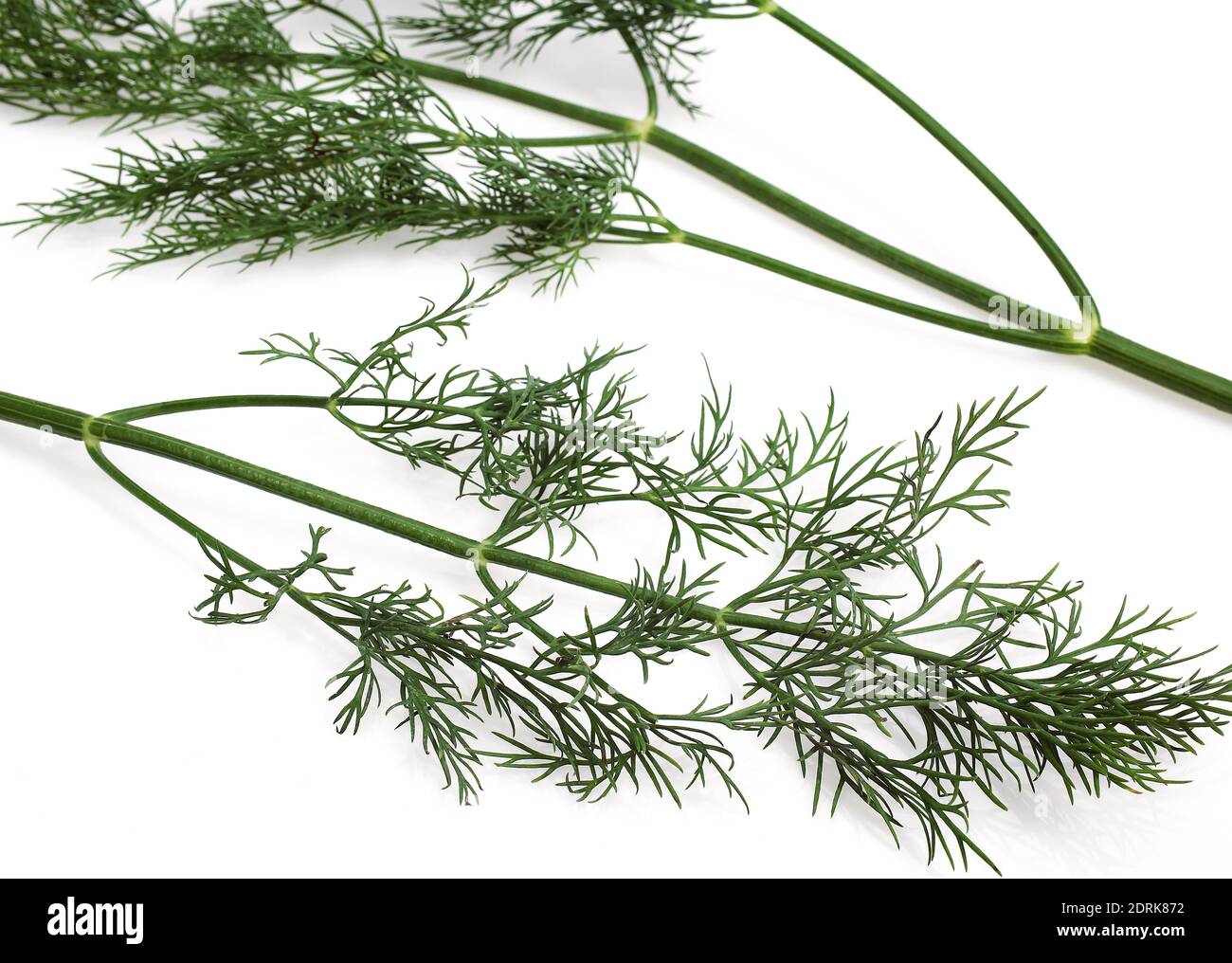 Dill, anethum graveolens, Aromatic Plant against White Background Stock ...