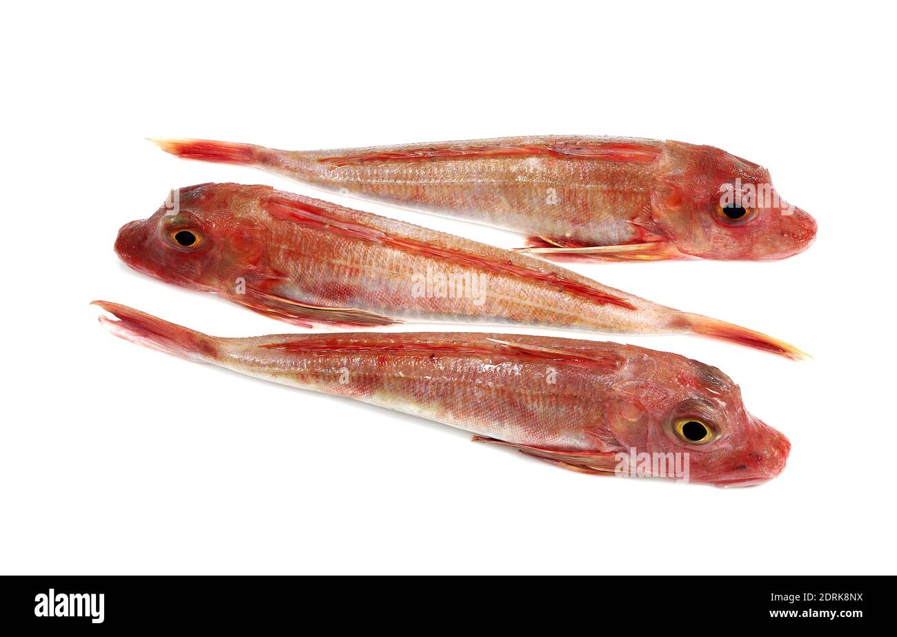 Red Gurnard, trigla cuculus, Fresh Fishes against White Background ...
