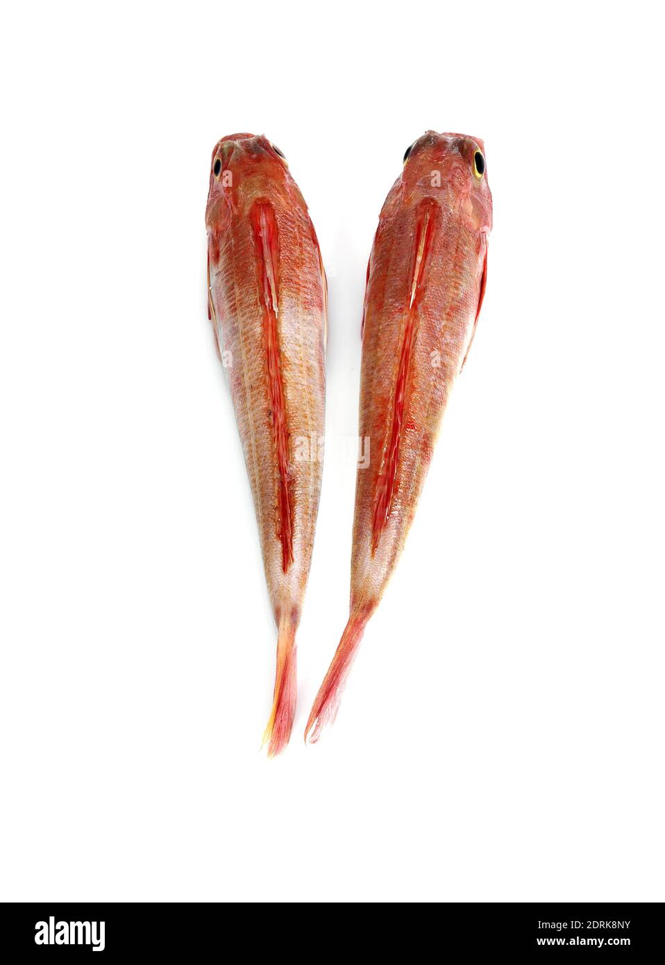Trigla cuculus triglidae hi-res stock photography and images - Alamy