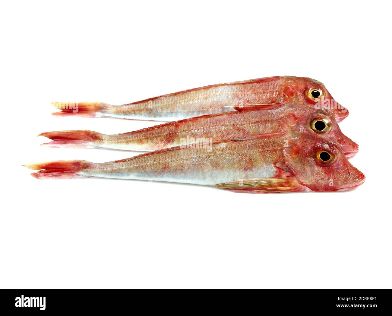 Red Gurnard, trigla cuculus, Fresh Fishes against White Background ...