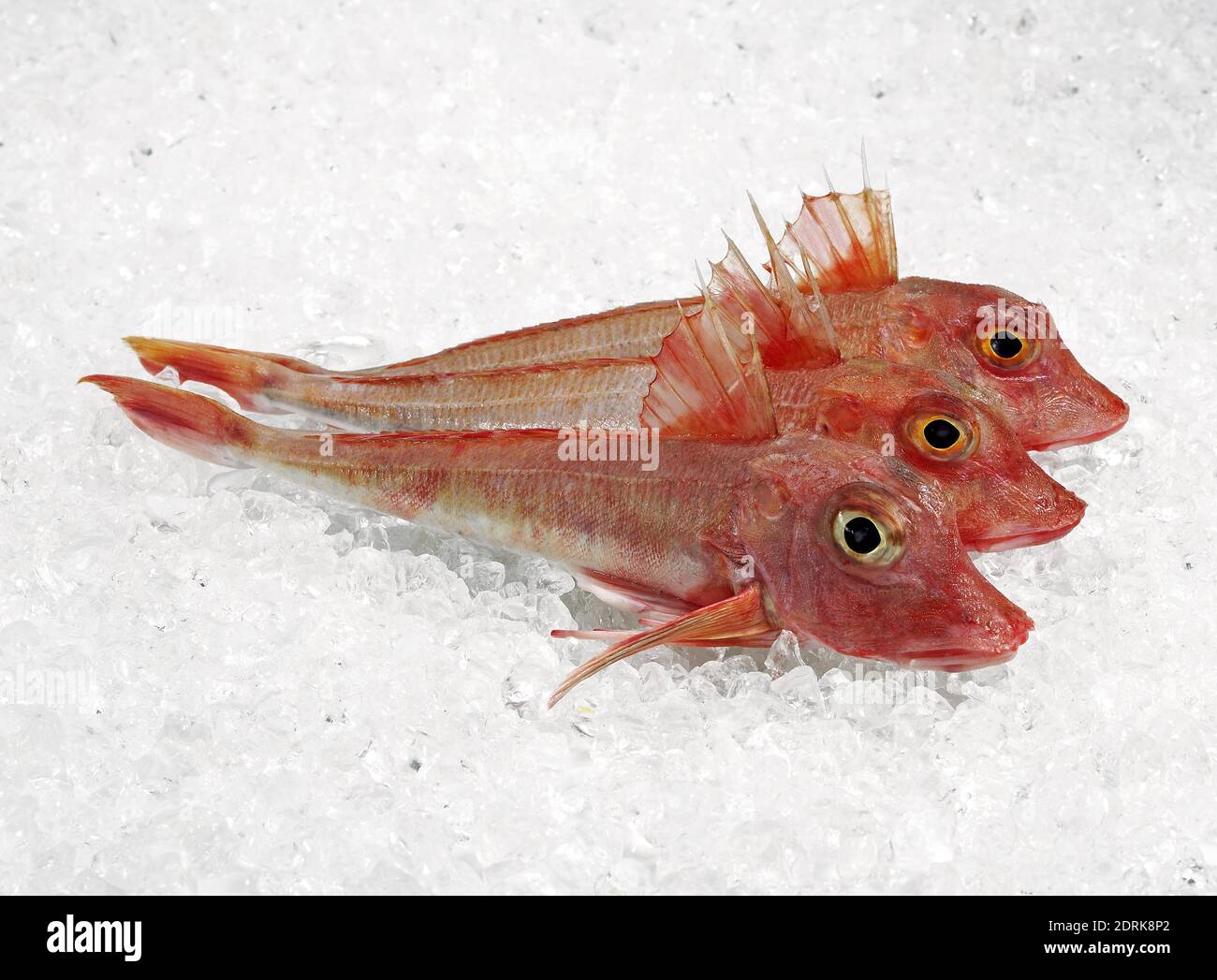 Trigla cuculus triglidae hi-res stock photography and images - Alamy