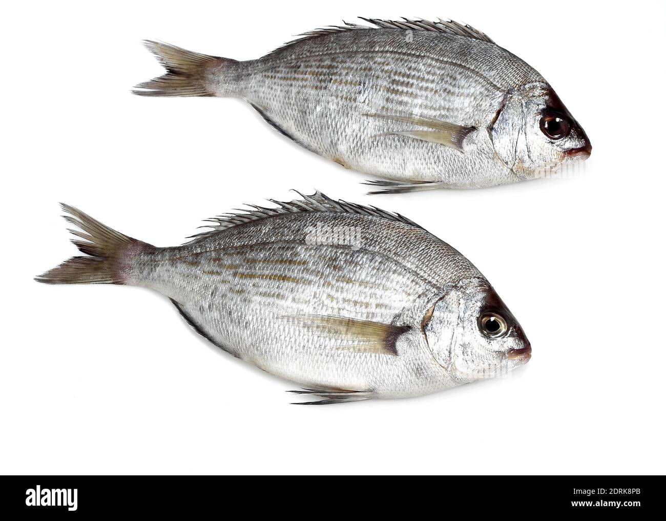 Grey Sea Bream, spondyliosoma cantharus, Fresh Fishes against White ...