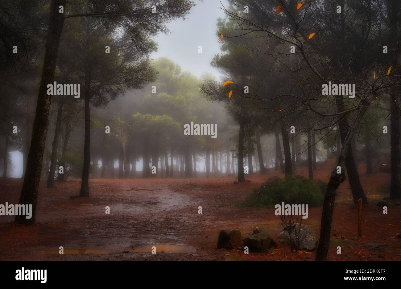 A mesmerizing shot of beautiful trees in autumn in Gran Canaria, Canary ...