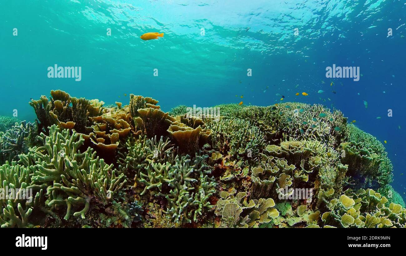 Tropical fishes and coral reef at diving. Underwater world with corals ...