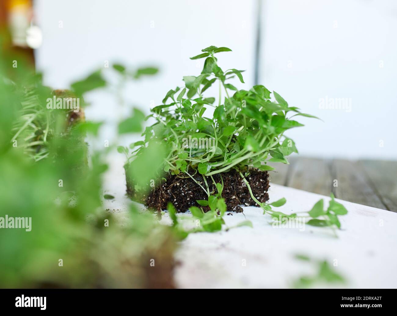 Microgreens basil on white background, Vegan micro sunflower greens ...