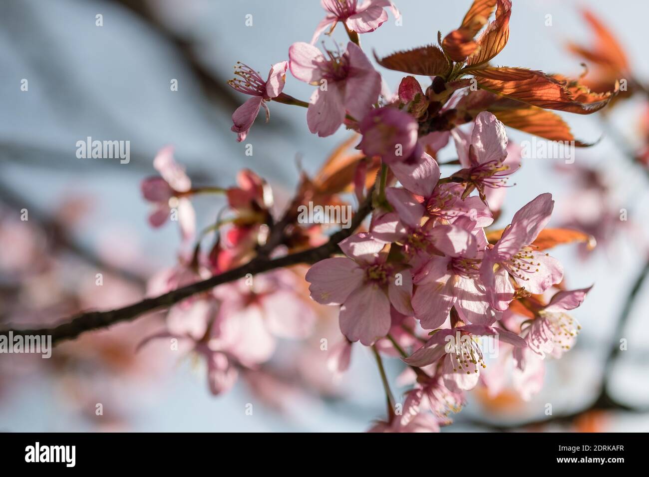 Springtime Cherry blossom and sunny day in Ireland Stock Photo - Alamy