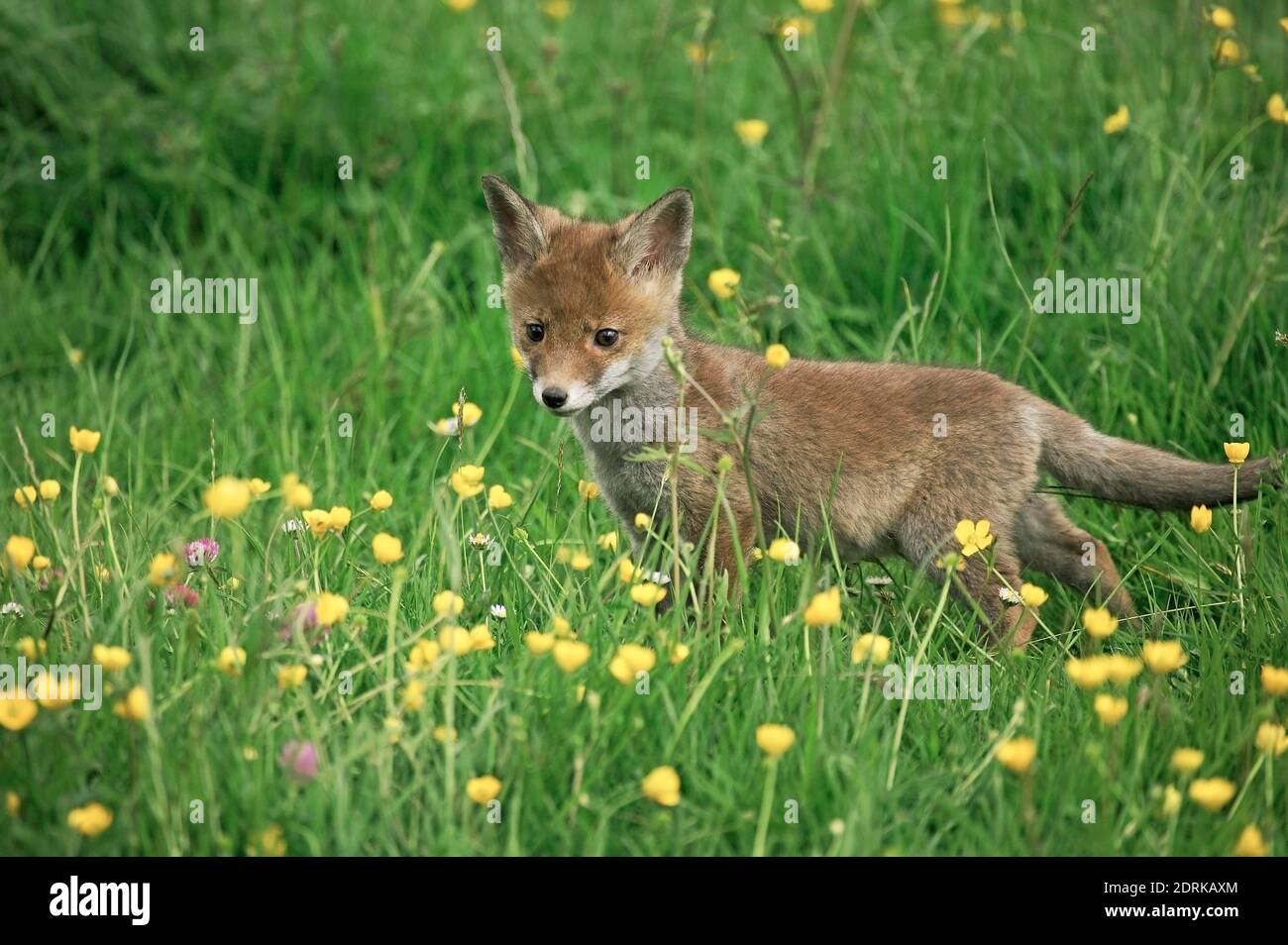 Red Fox, vulpes vulpes, Cub standing in Yellow Flowers, Normandy Stock Photo - Alamy