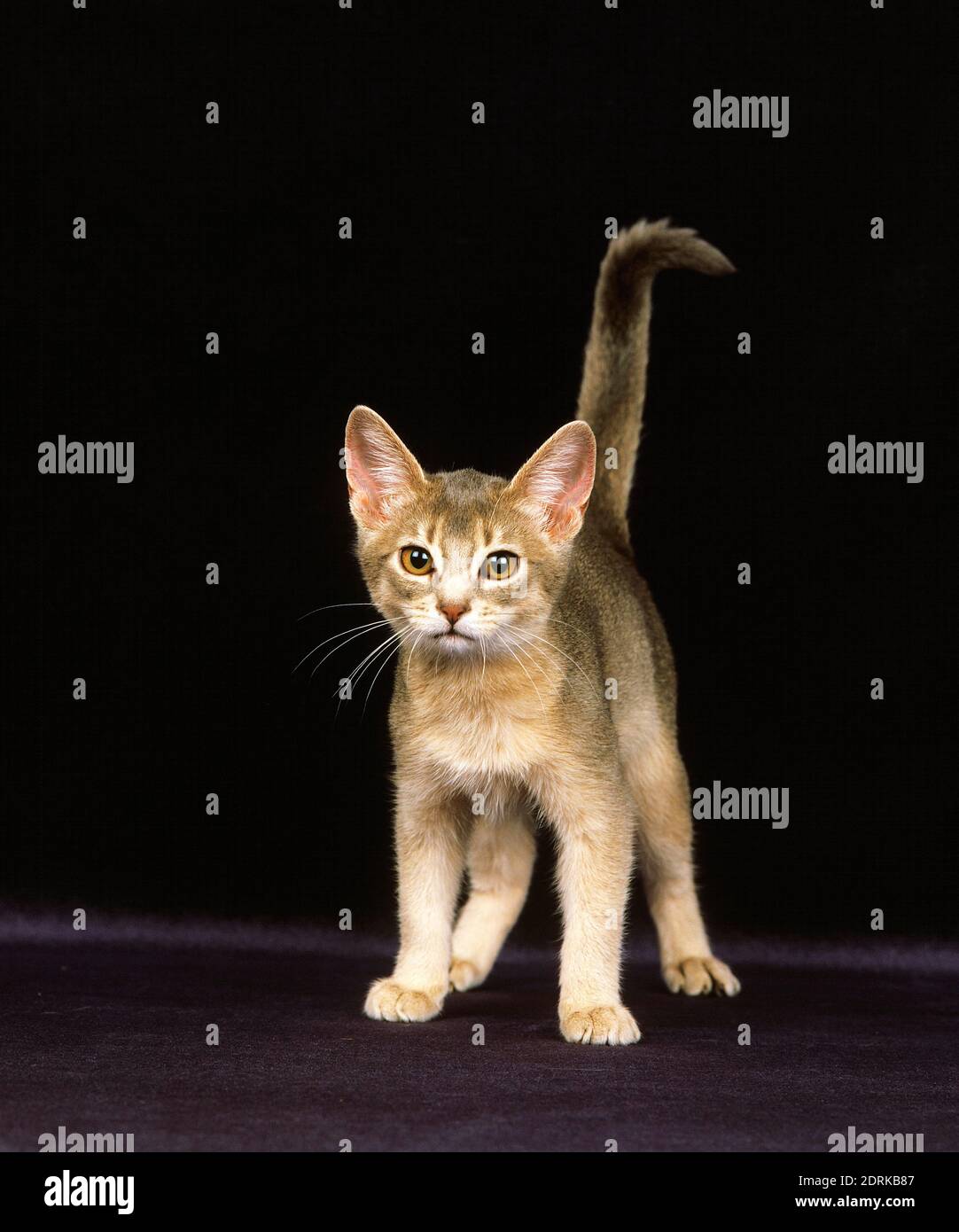 Blue Abyssinian Domestic Cat, Kitten against Black Background Stock ...