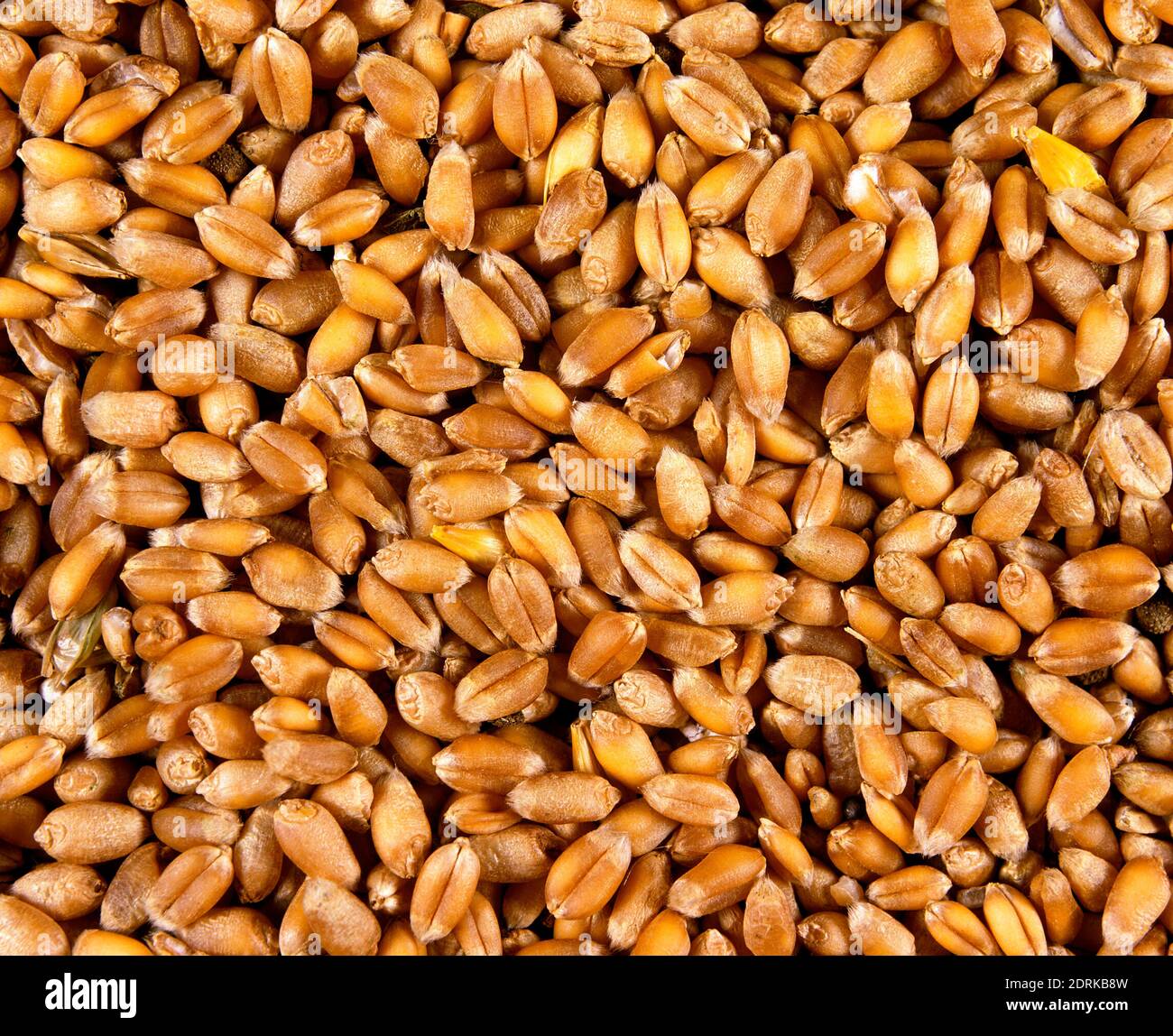 Triticum sp hi-res stock photography and images - Alamy